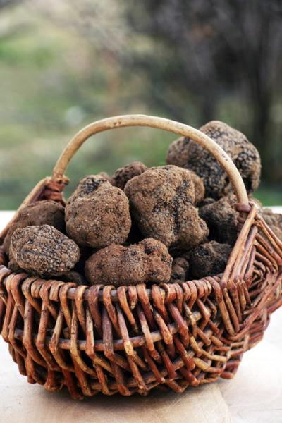 Contact us - Black Truffle of Haute-Provence