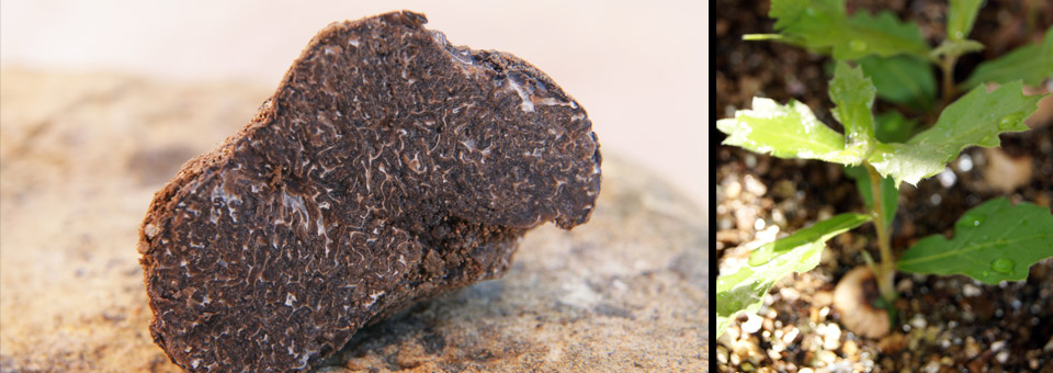Truffes noires de Haute-Provence, Domaine Dominique Martino